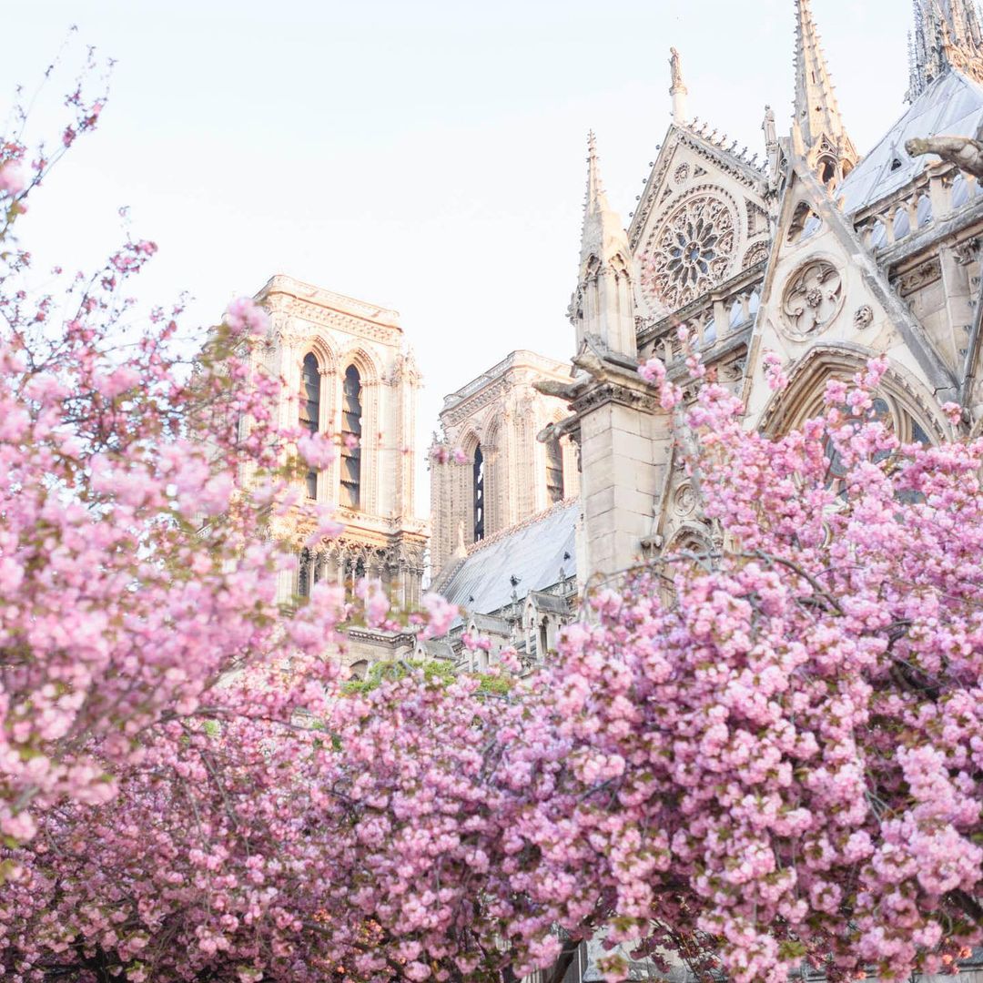 Where & When to See Cherry Blossoms in Paris | My French Country Home ...