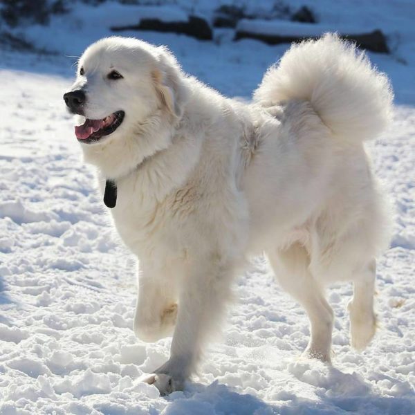 French Dog Breeds to Know | My French Country Home Magazine