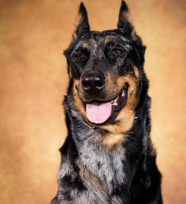 French Dog Breeds to Know | My French Country Home Magazine