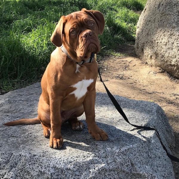 French Dog Breeds to Know | My French Country Home Magazine