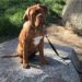 French Dog Breeds to Know | My French Country Home Magazine