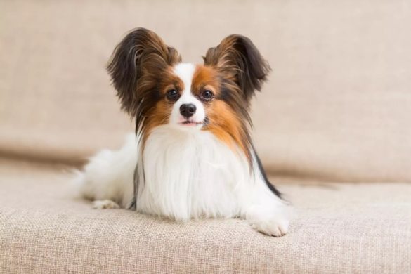 French Dog Breeds to Know | My French Country Home Magazine