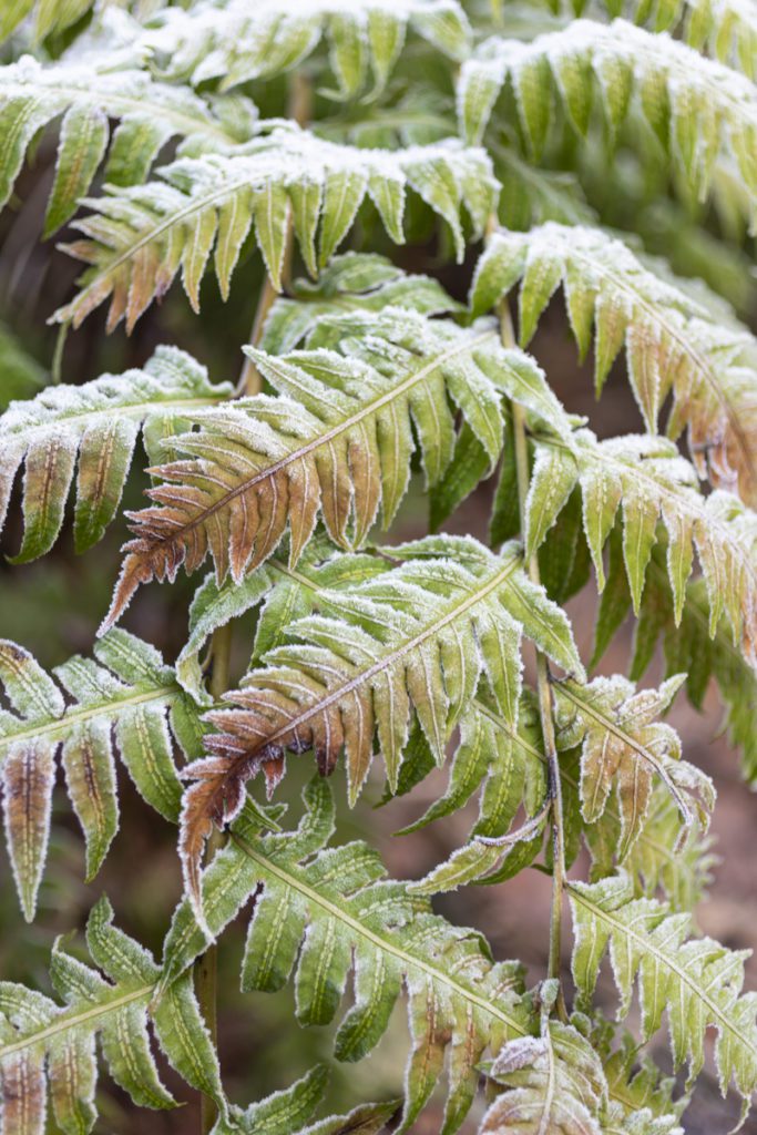 Light As a Feather: Jardin Plume | My French Country Home Magazine