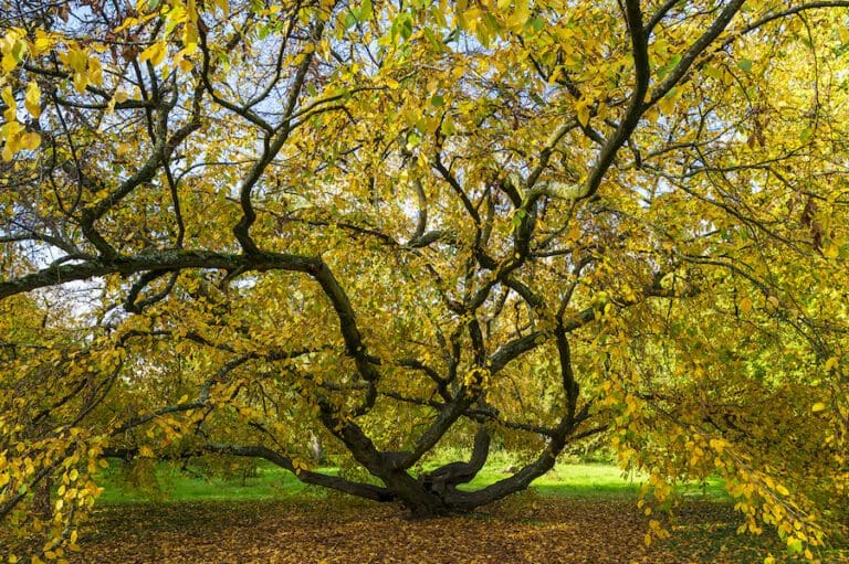 The Great Trees of Paris