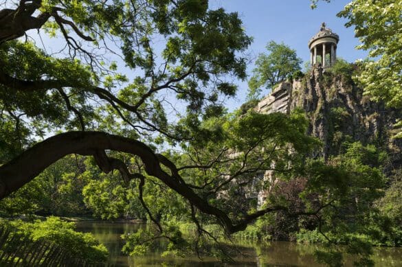 The Great Trees of Paris