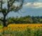 Gard Travel Guide | My French Country Home Magazine