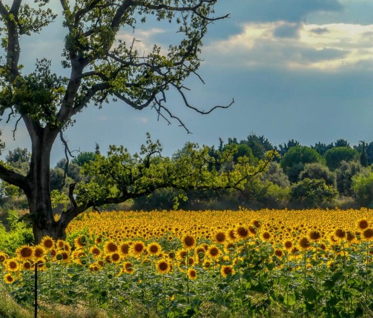 Gard Travel Guide | My French Country Home Magazine