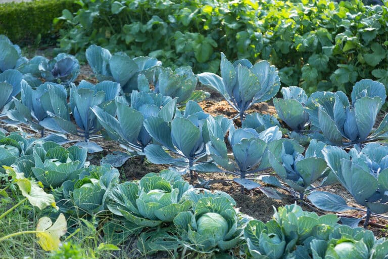 10 French Gardening Tips