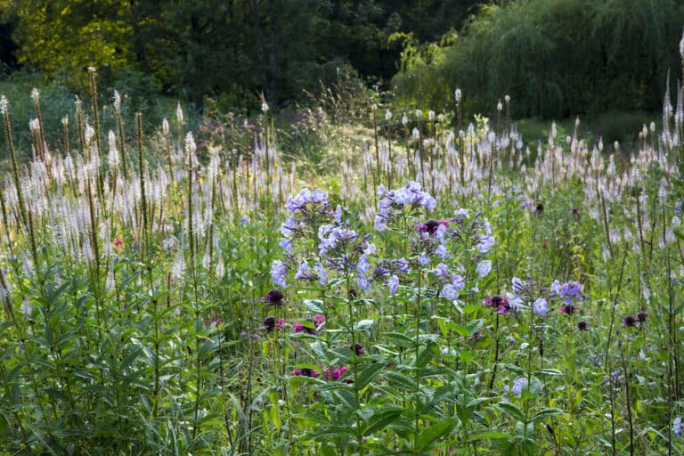 10 French Gardening Tips
