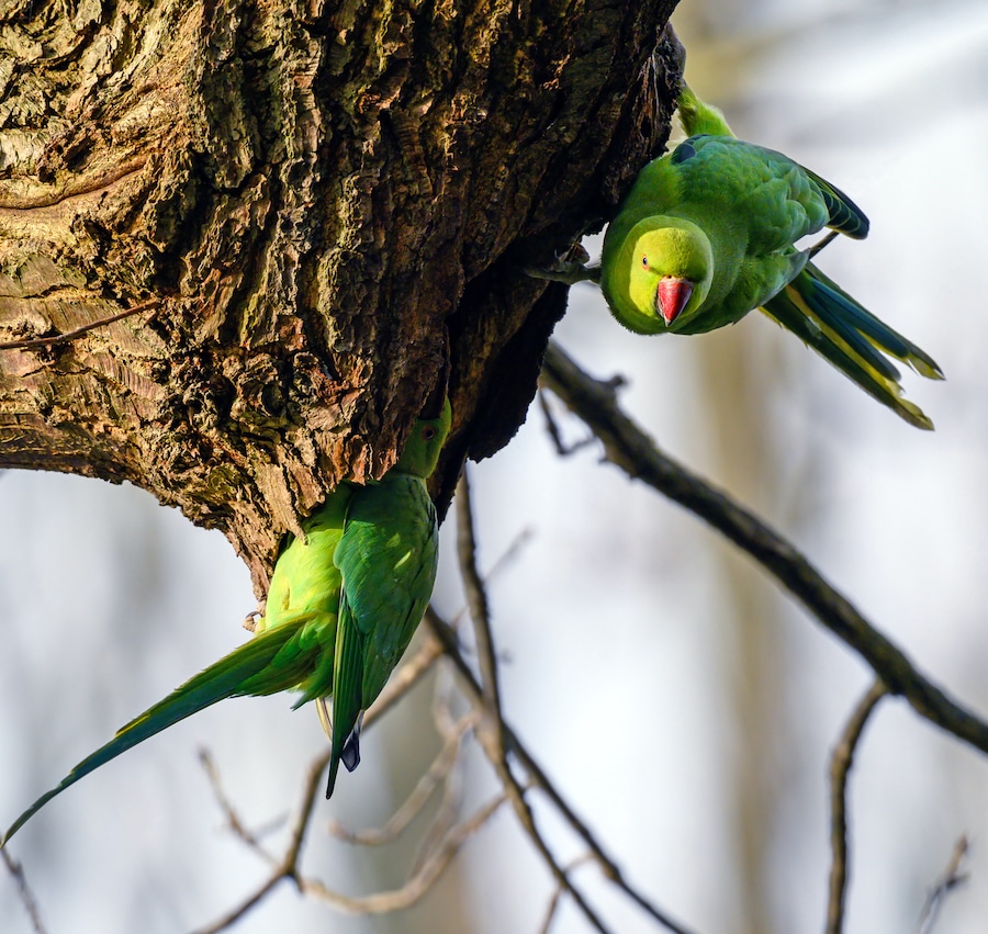 The Parakeets of Paris!